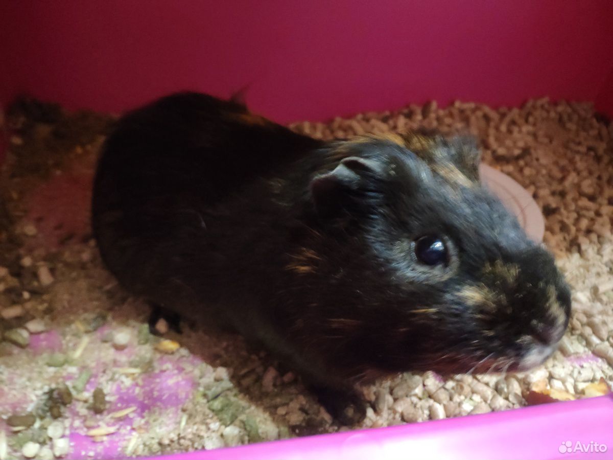 Морская свинка