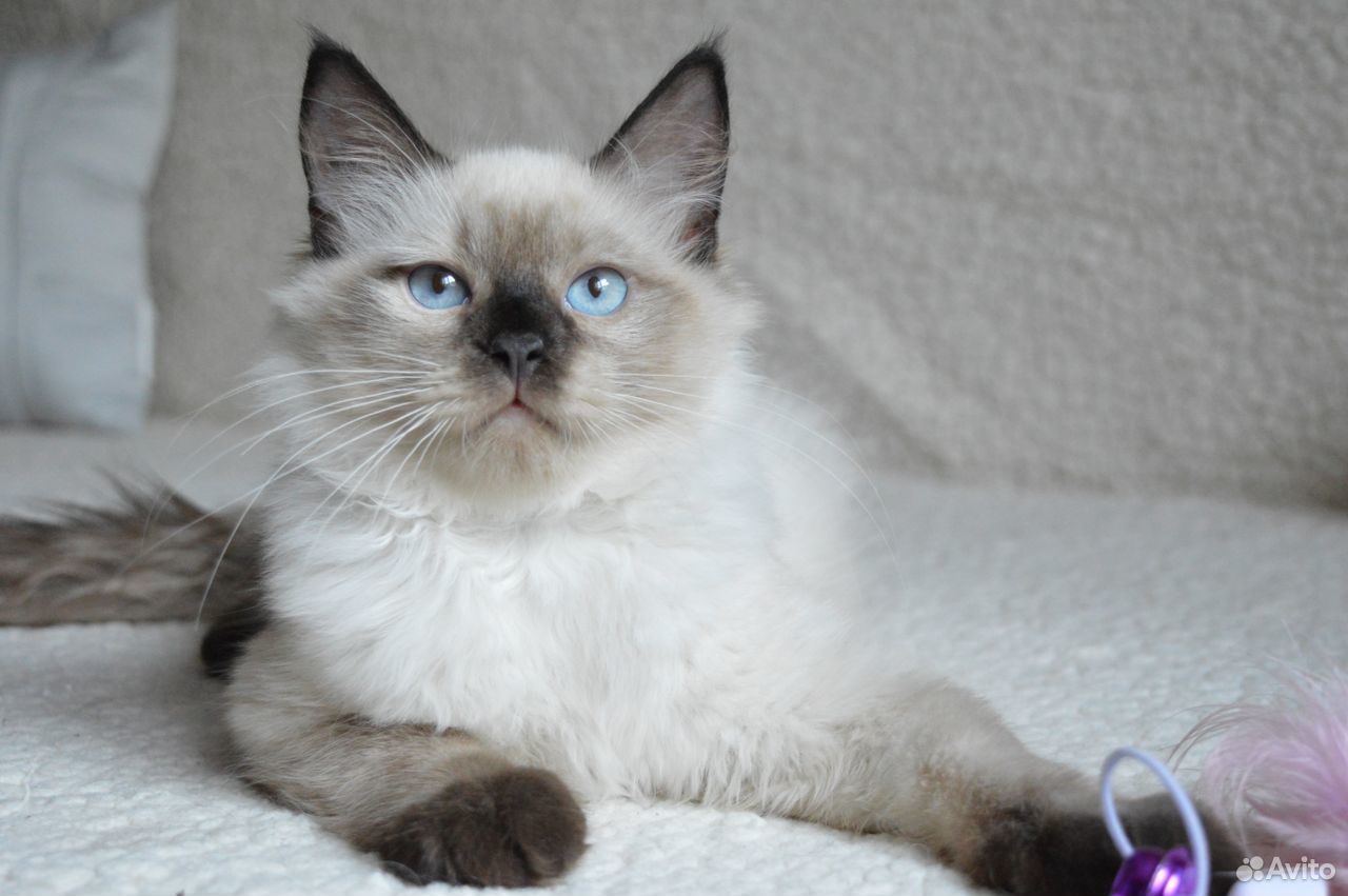 Невский котёнок Ватсон