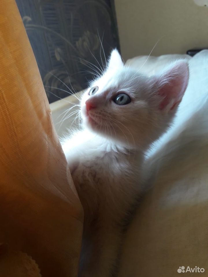 Настоящие будущие мышеловы, котята в добрые руки