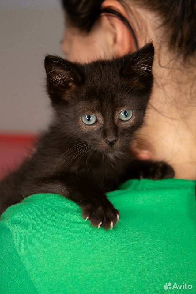 Котенок мальчик 1.5 месяца