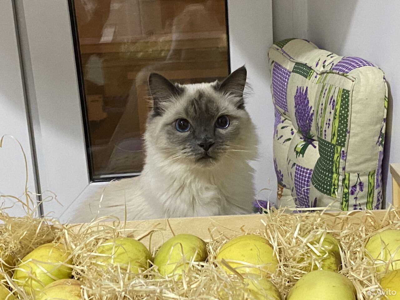 Отдам в добрые руки