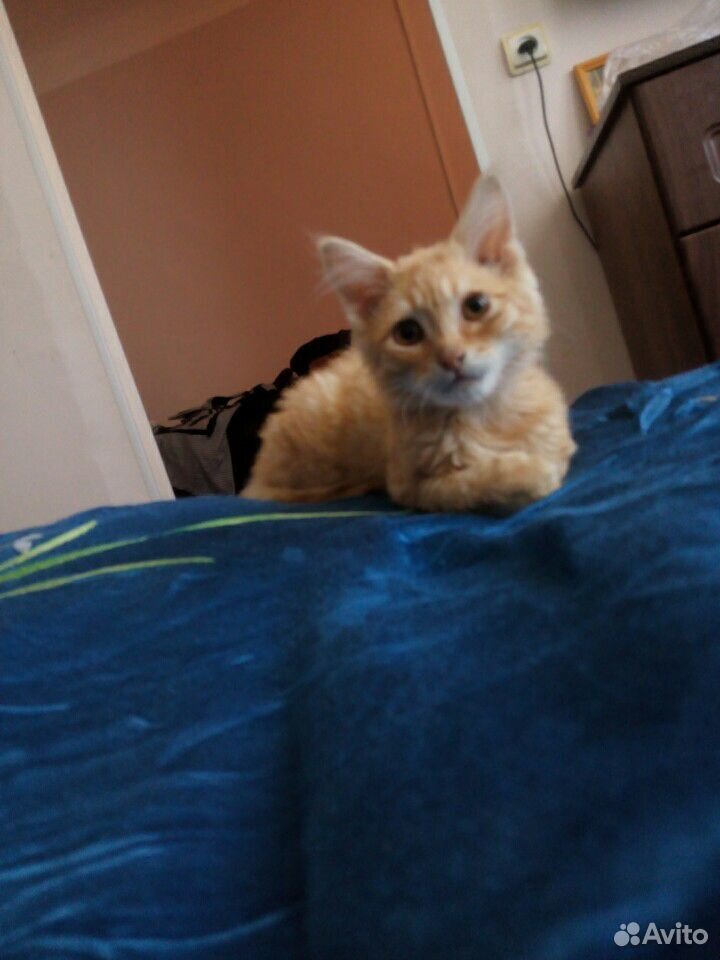 Котенок Сибирской породы