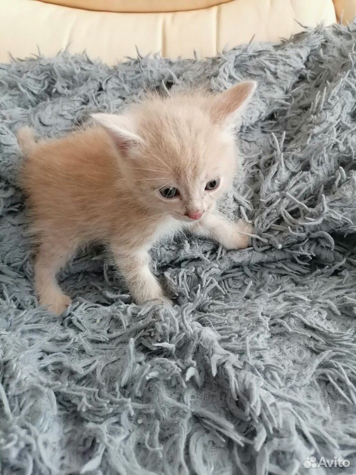Котята мышеловы