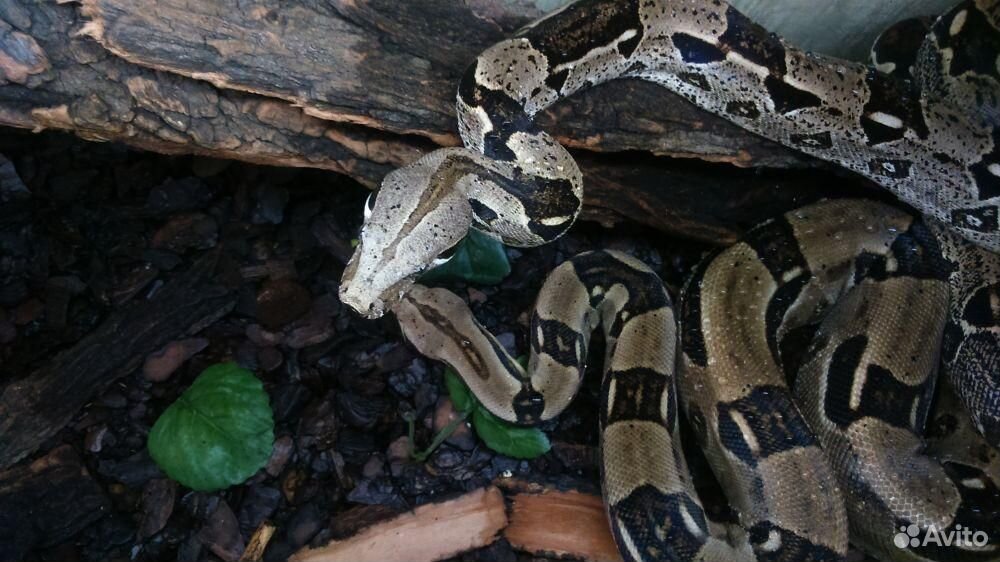 Продам змею, семью В.С.удав Император 3 штуки