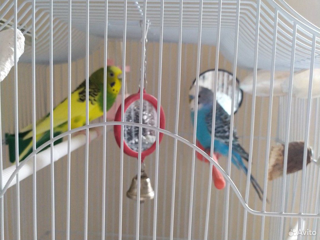 Отдам попугаев