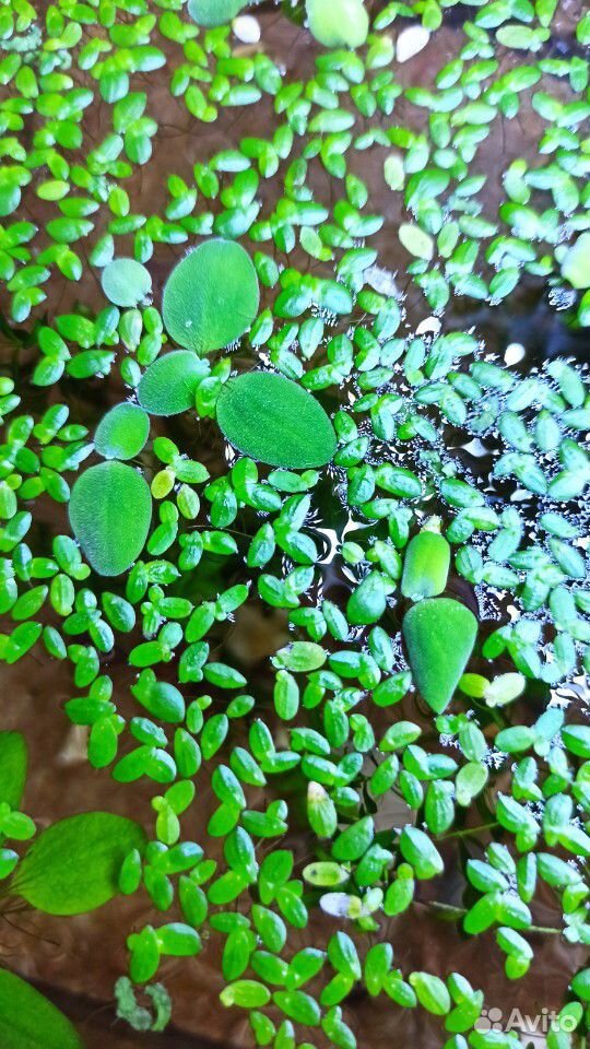 Лимнобиум, ряска, пистия