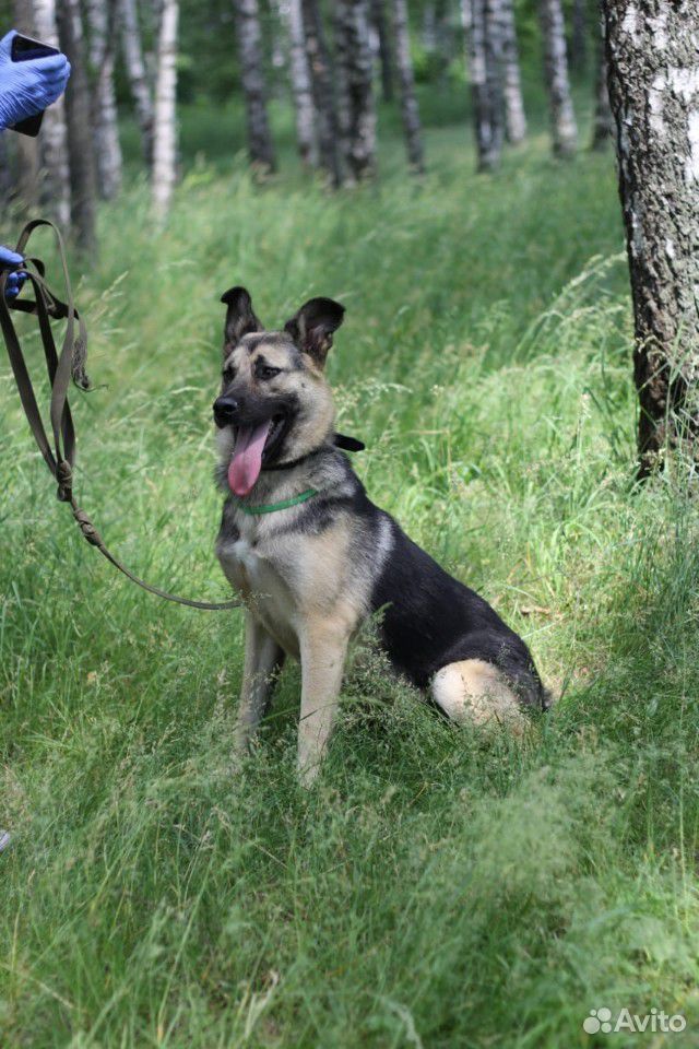 Отдам собаку Твикса из приюта