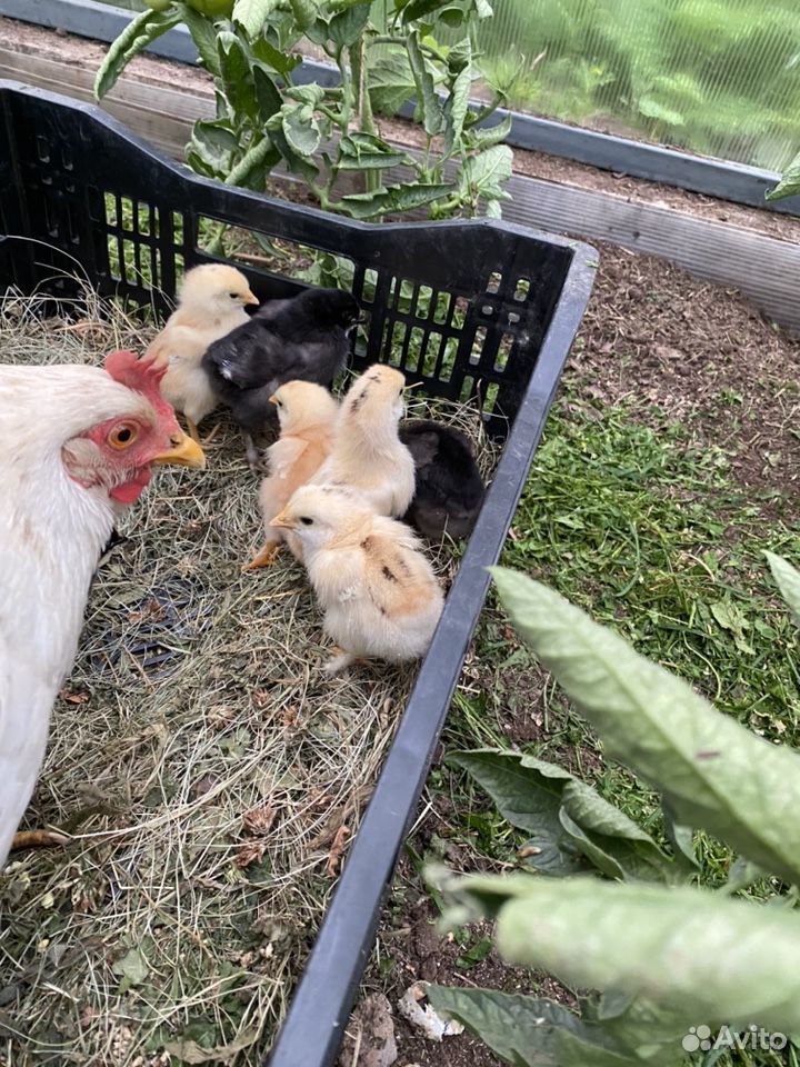 Продам курицу с цыплятами