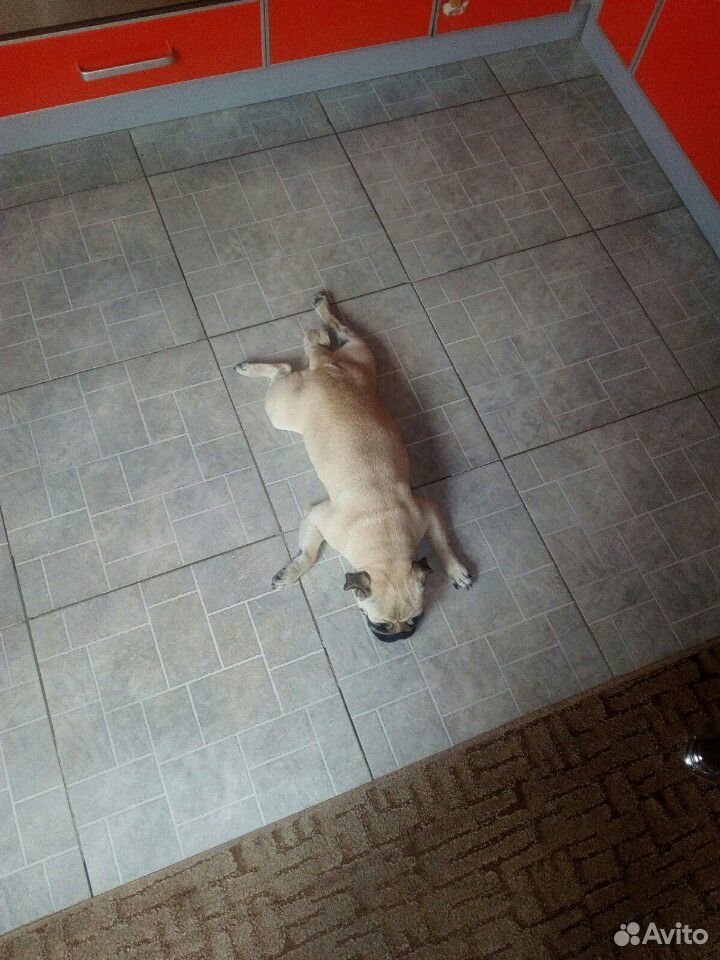 Собака Мопс