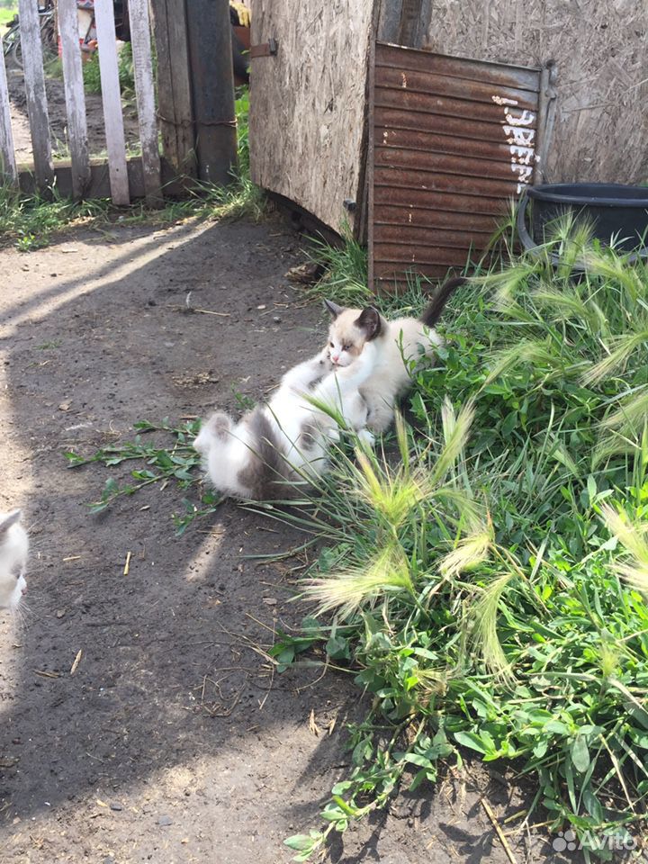 Сиямские котята