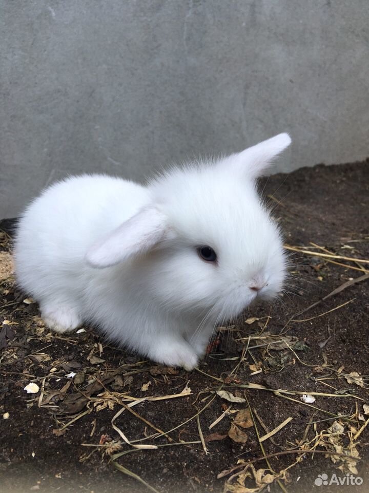 Декоративные кролики