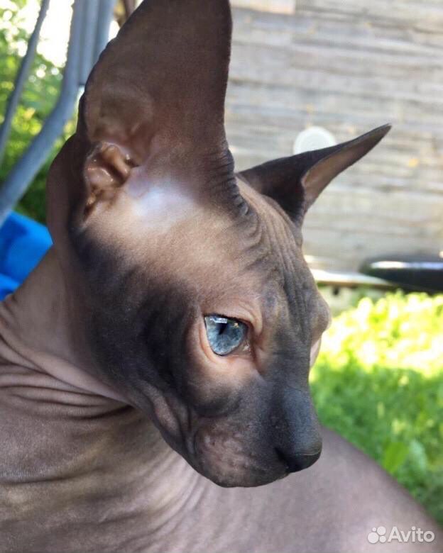 Канадский сфинкс