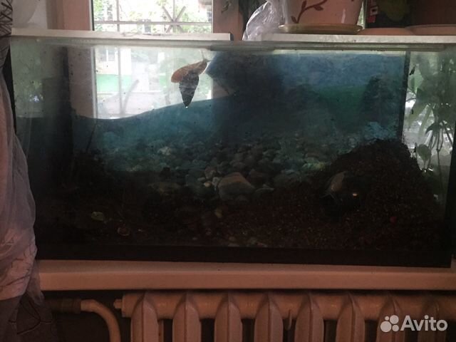 Аквариум с улитками Ахатино