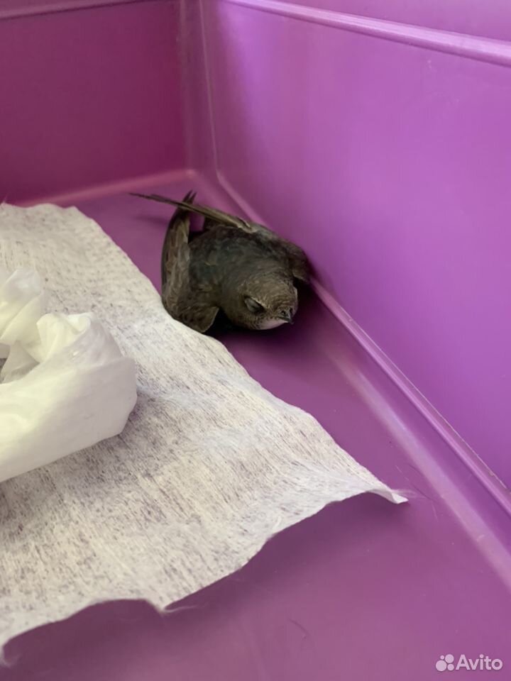 Птица Стриж