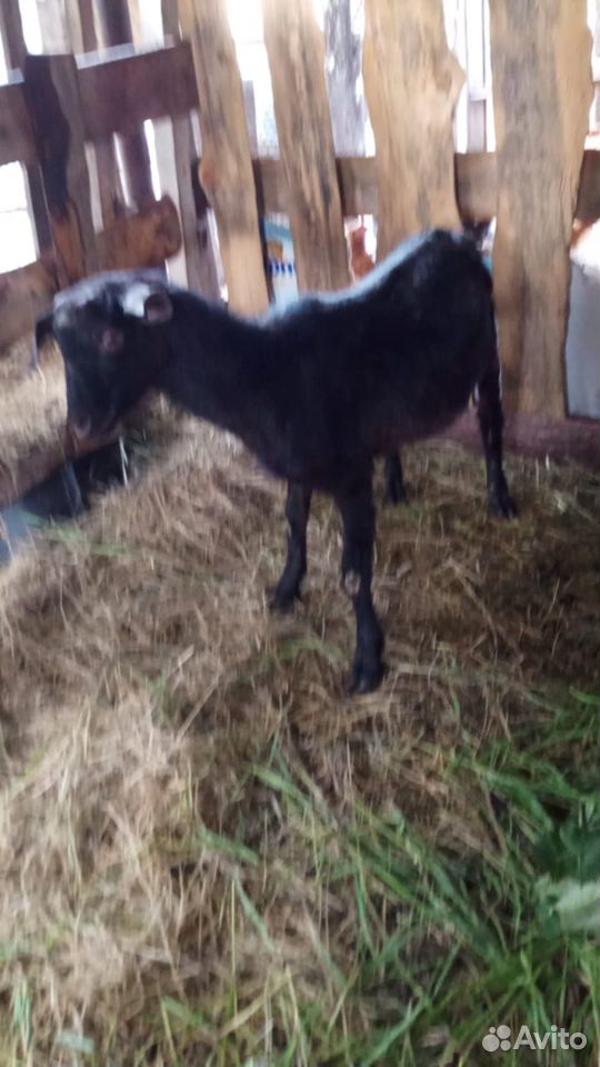 Продам козла и козленка