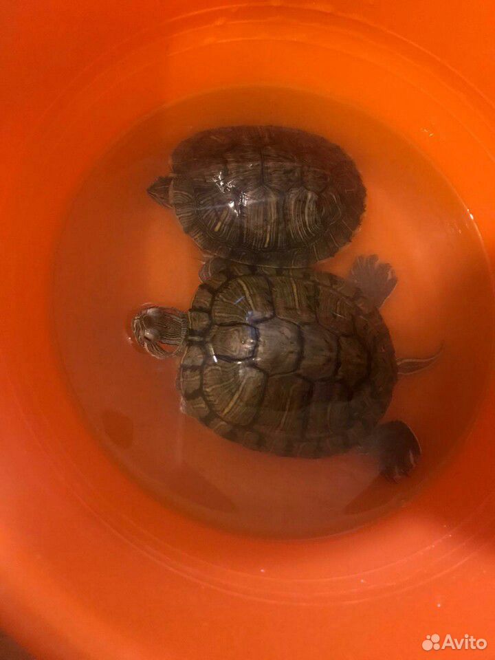 Черепаха