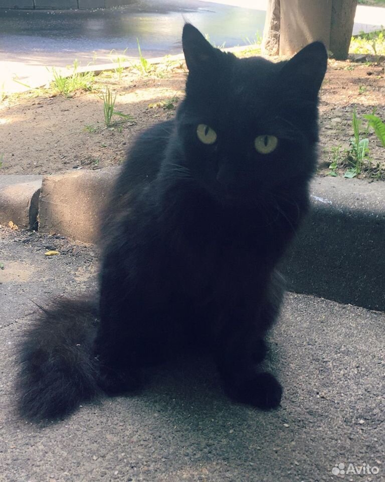 Красивеишая, бывшедомашняя, ласковая брюнетка