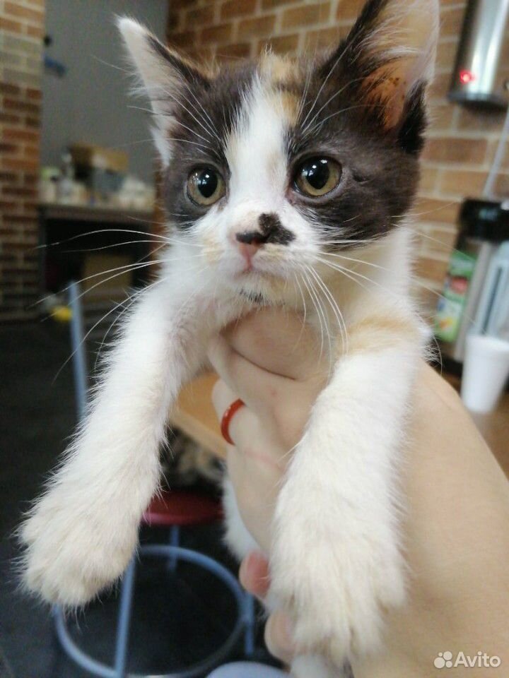 Малышка Кнопа ищет дом