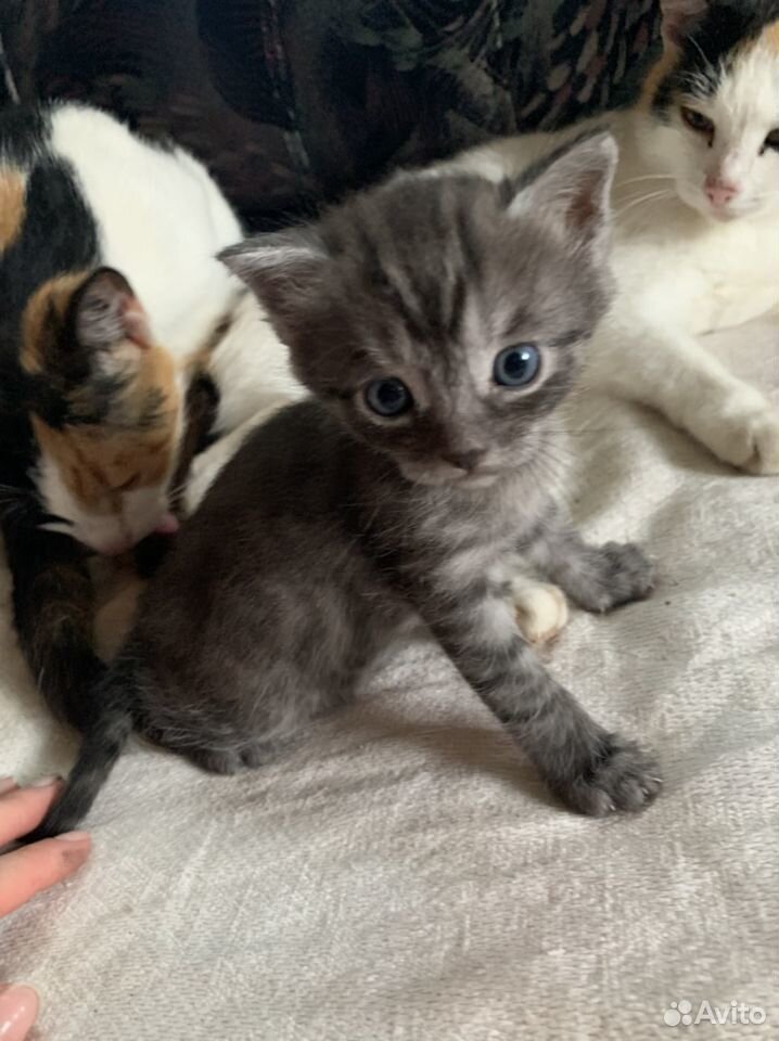 Котёнок