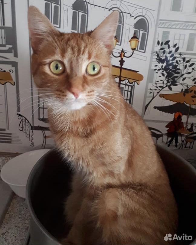 Рыжая кошка в добрые руки