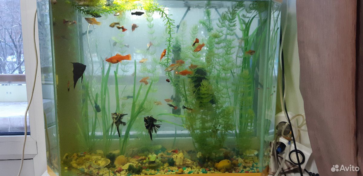 Рыбки и улитки