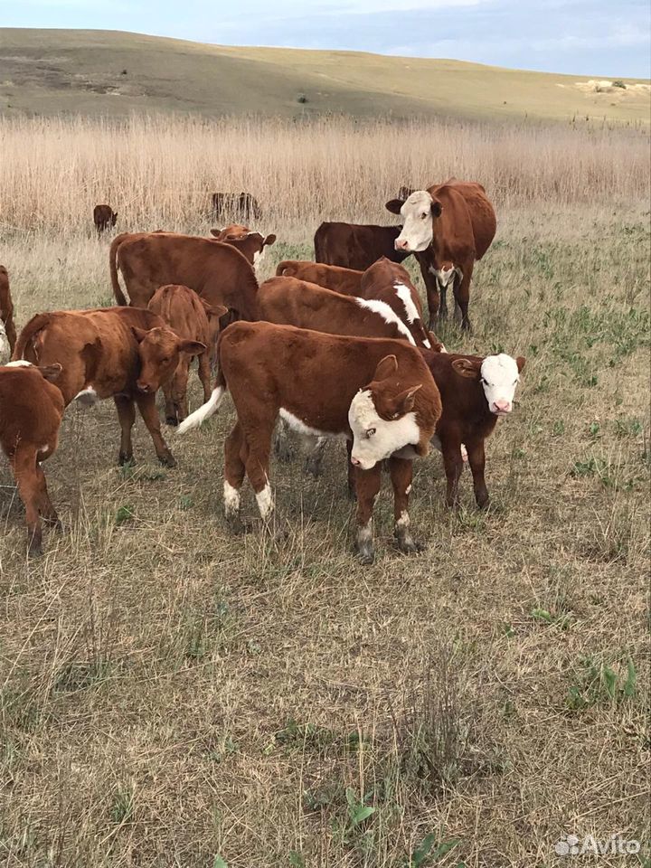 Продаются тёлочки и бычки