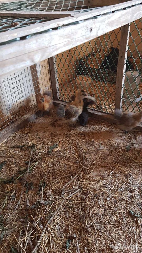 Китайские шелковые цыплята