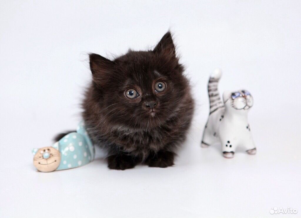 Котёнок