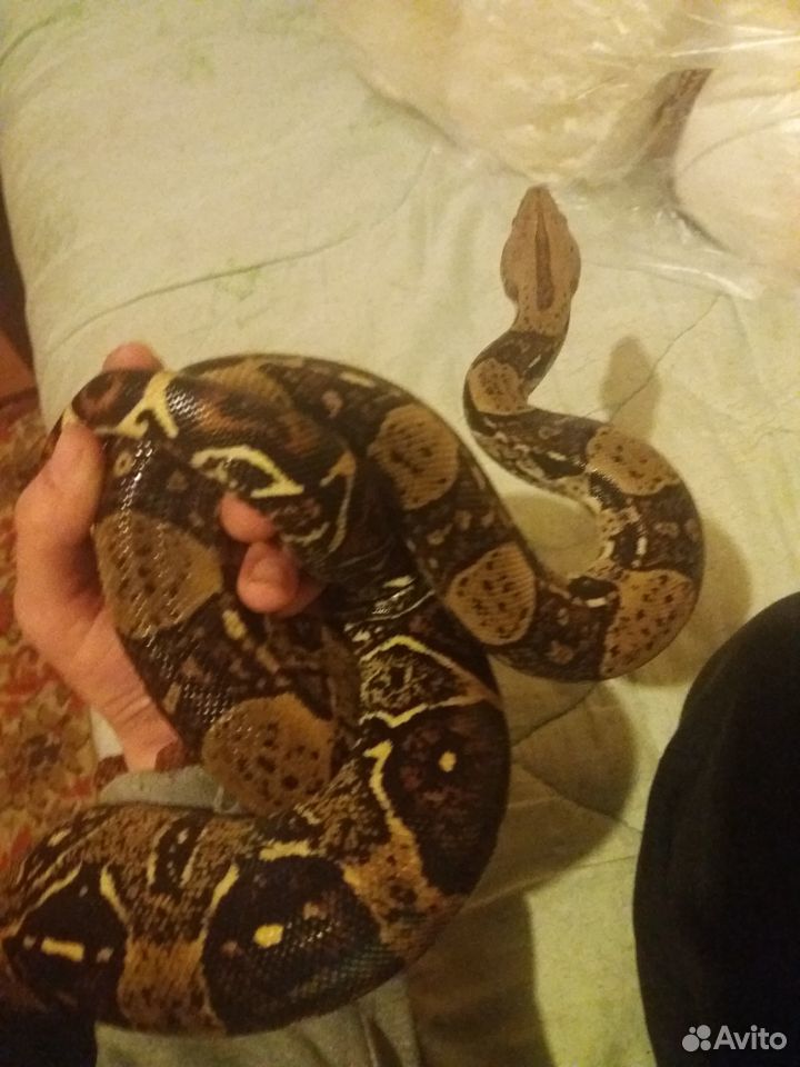 Императорский удав