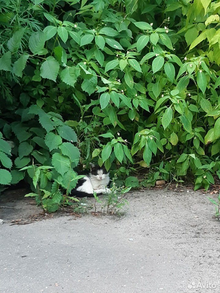 Котенок
