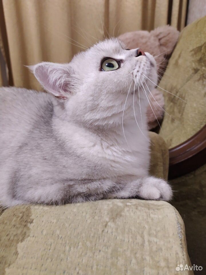 Шотландский котик