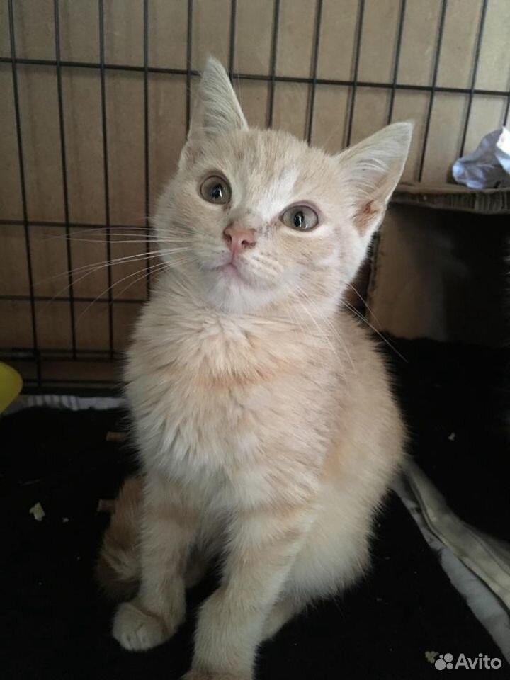 Котёнок Лекс ищет хозяина. Отдадим в хорошие руки