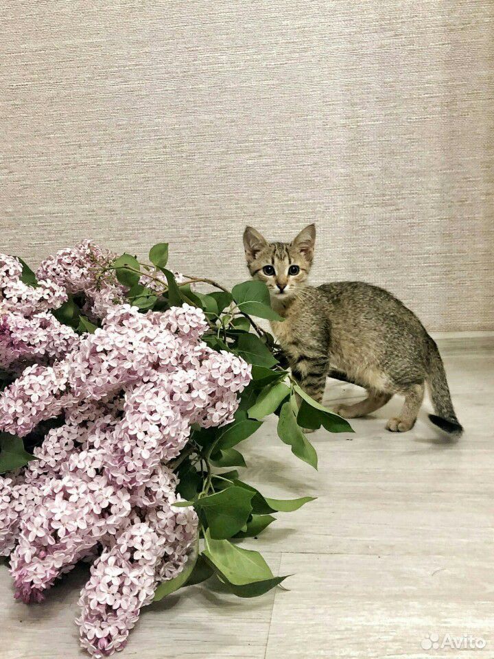 София в добрые руки