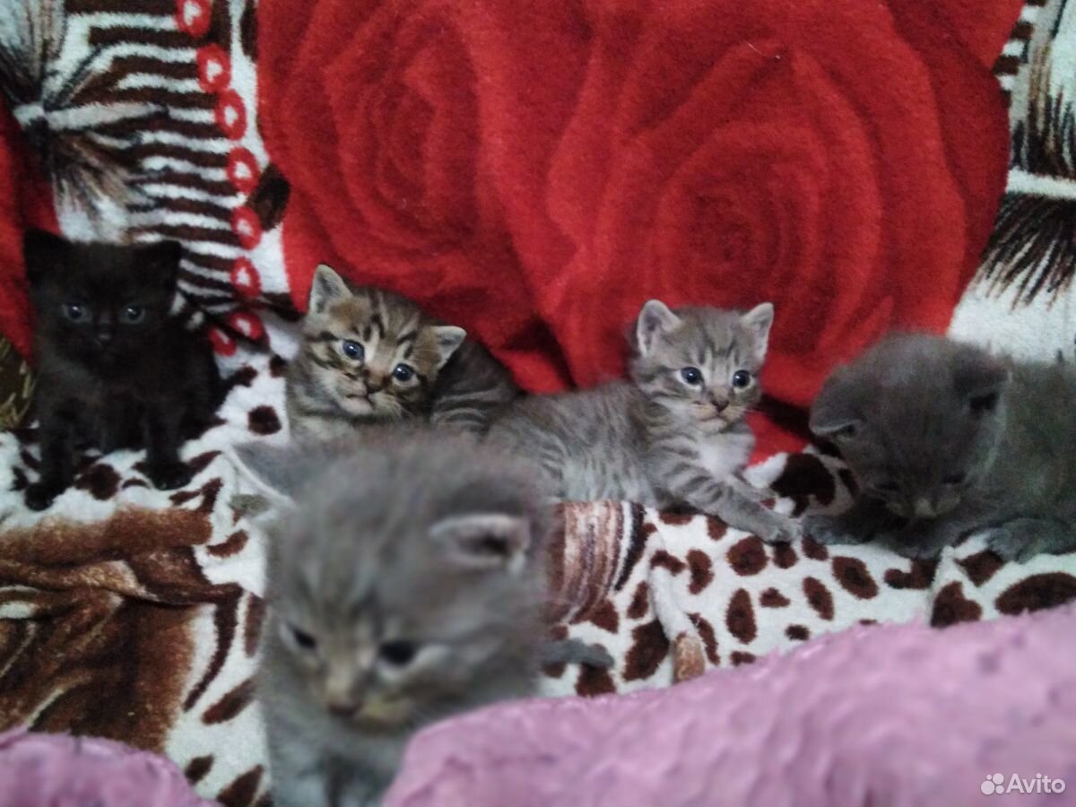 Отдам полу британцев