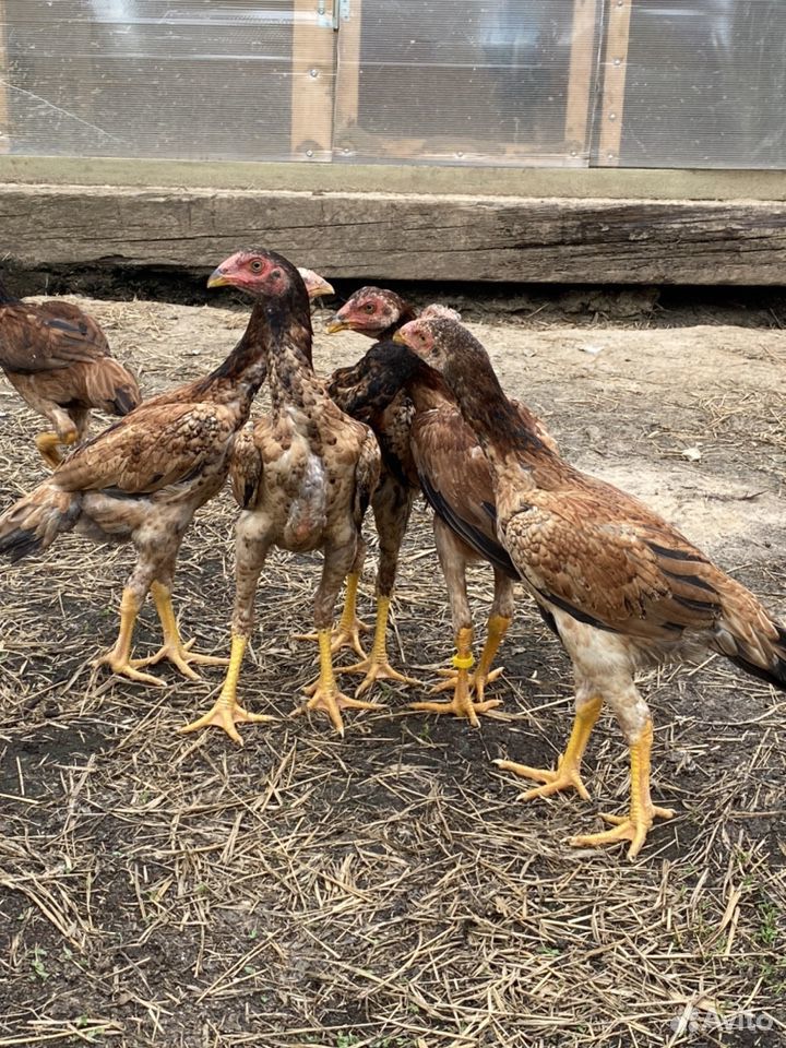 Японские шамо