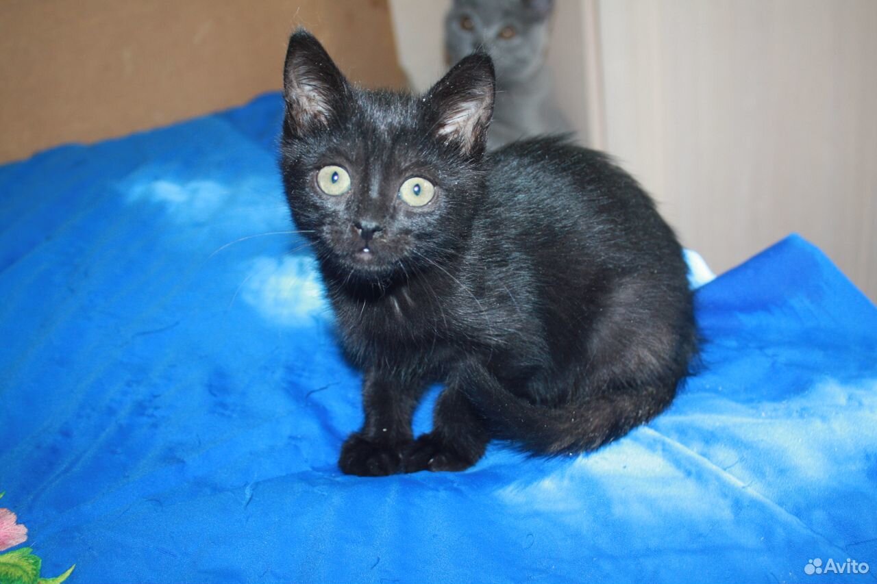 Короткош. европейские черные дев. 60 дн