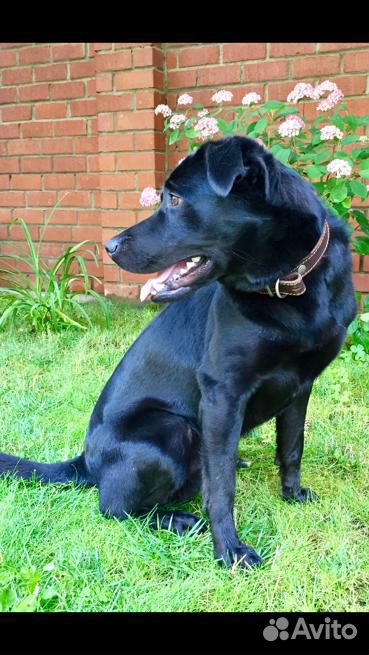 Метис лабрадор