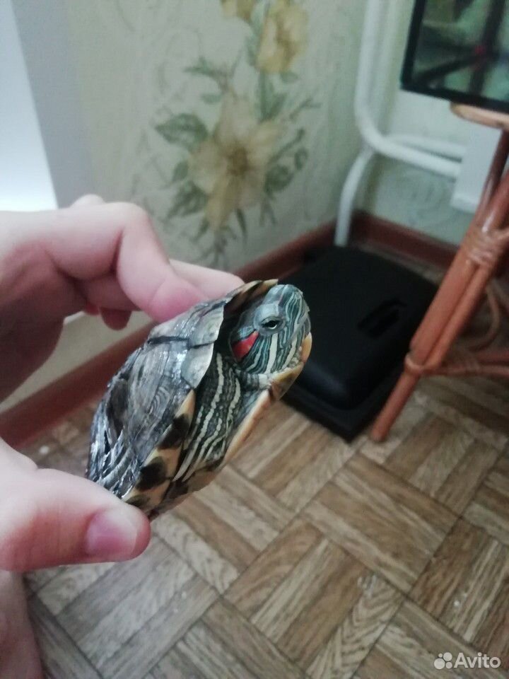 2 Черепахи Черепаха