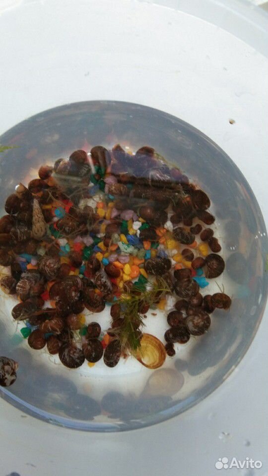 Улиткаи катушка