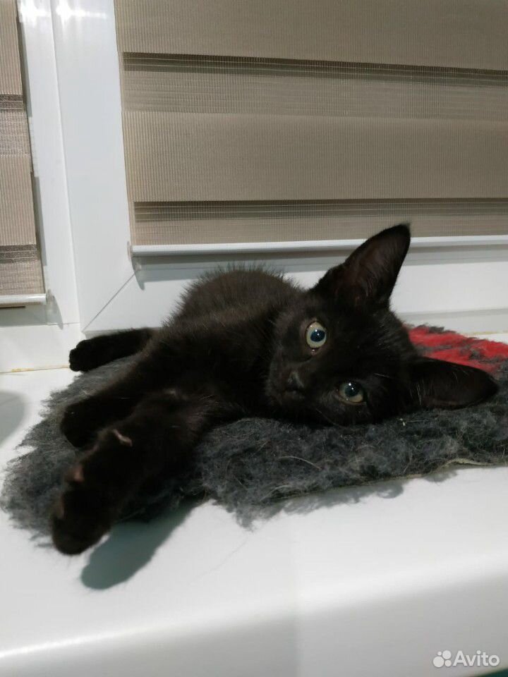 Кошка