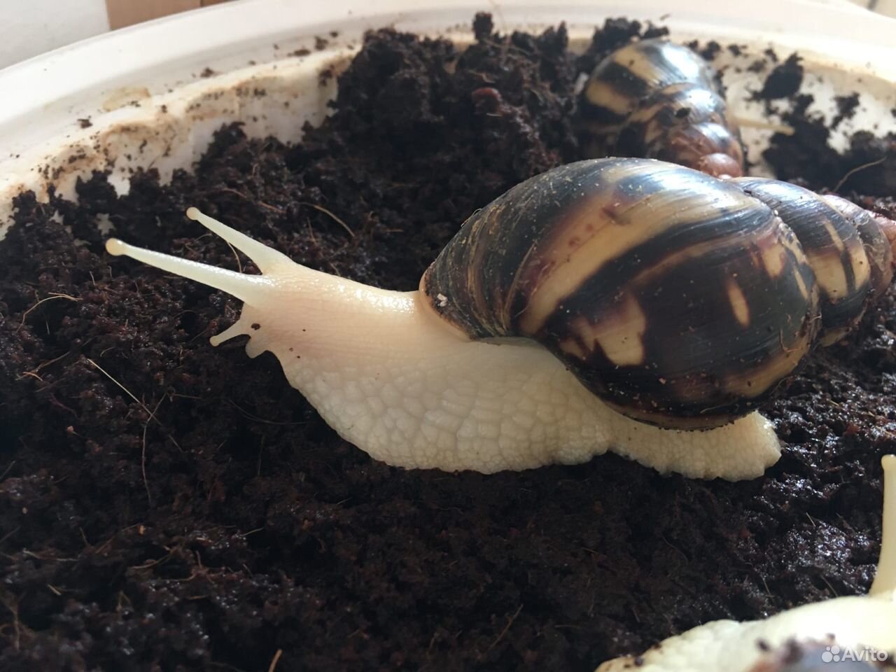 Улитка Ахатина