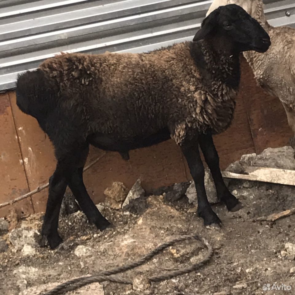 Баран Эдильбай”