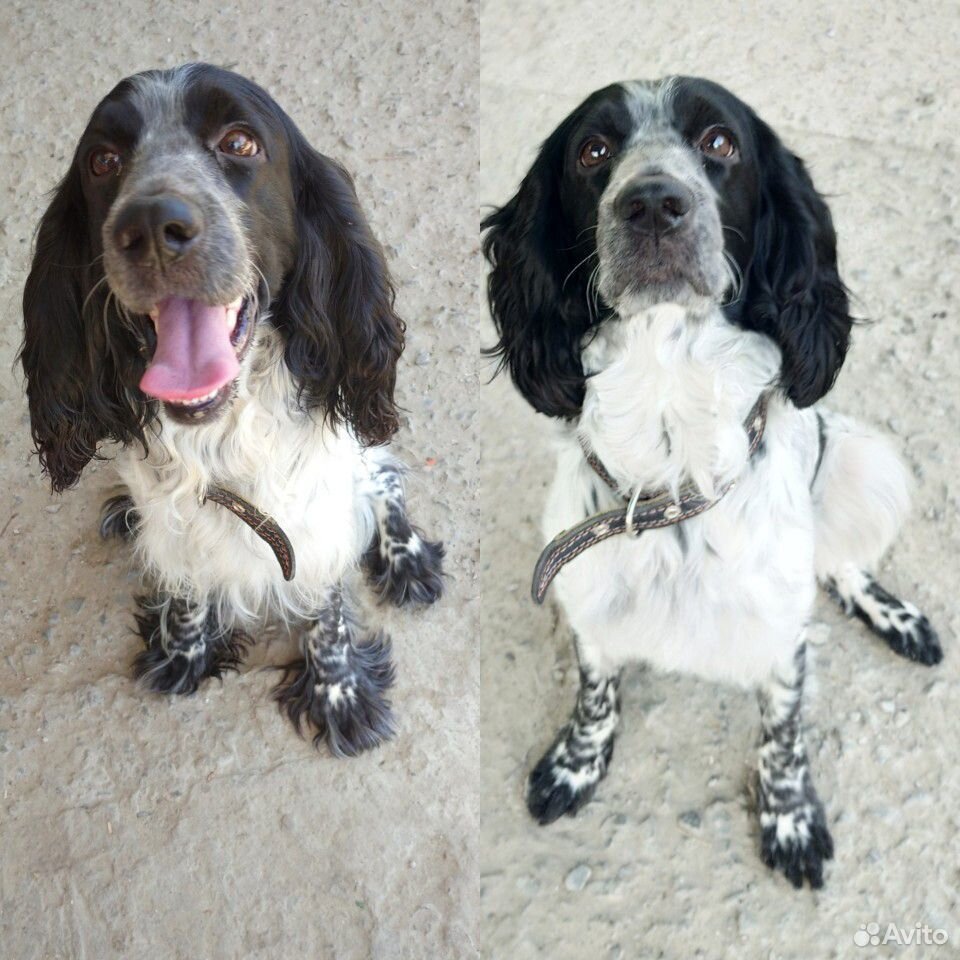 Вязка Русский Спаниель