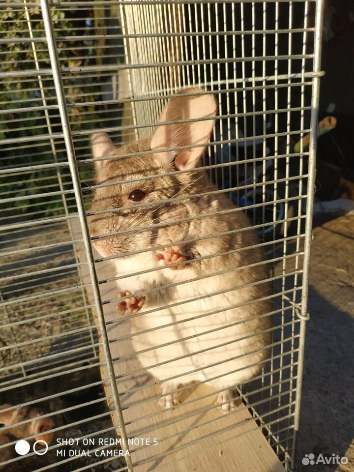 Шиншиллы с клеткой