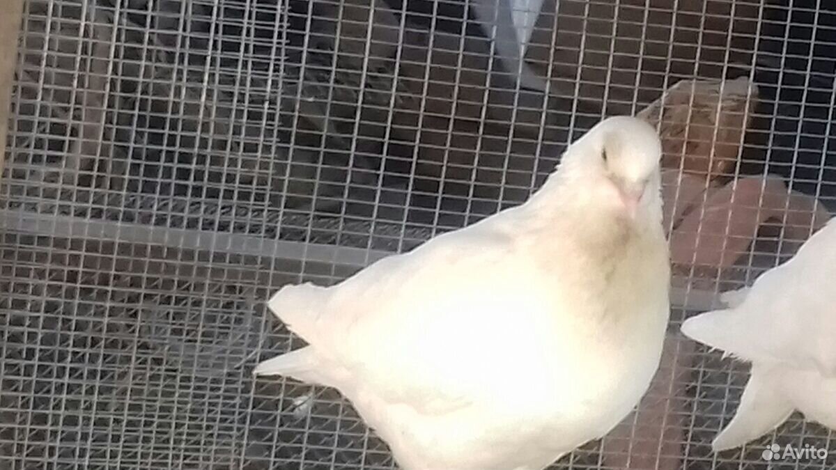 Голуби мясные Кинги