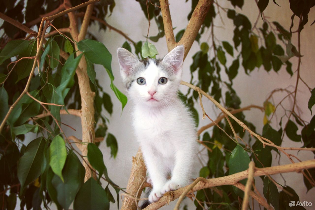 Замечательный малыш в добрые руки