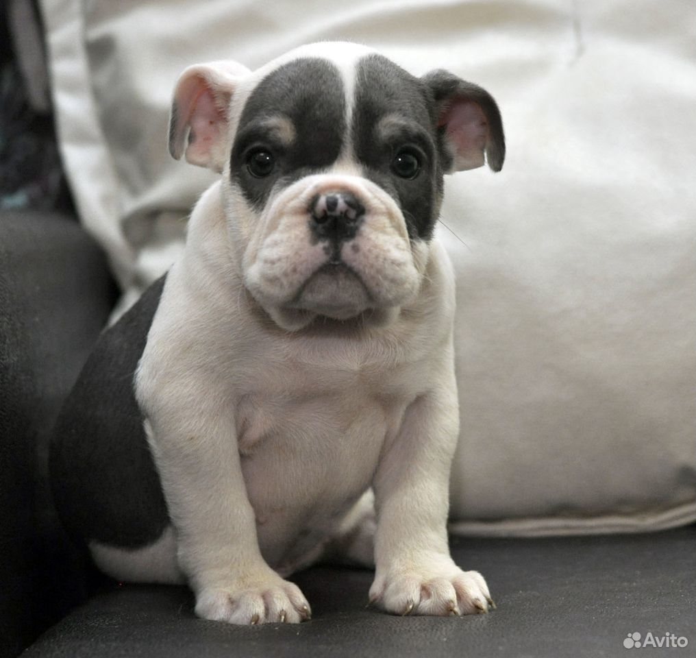 Голубой триколор девочка бульдожка