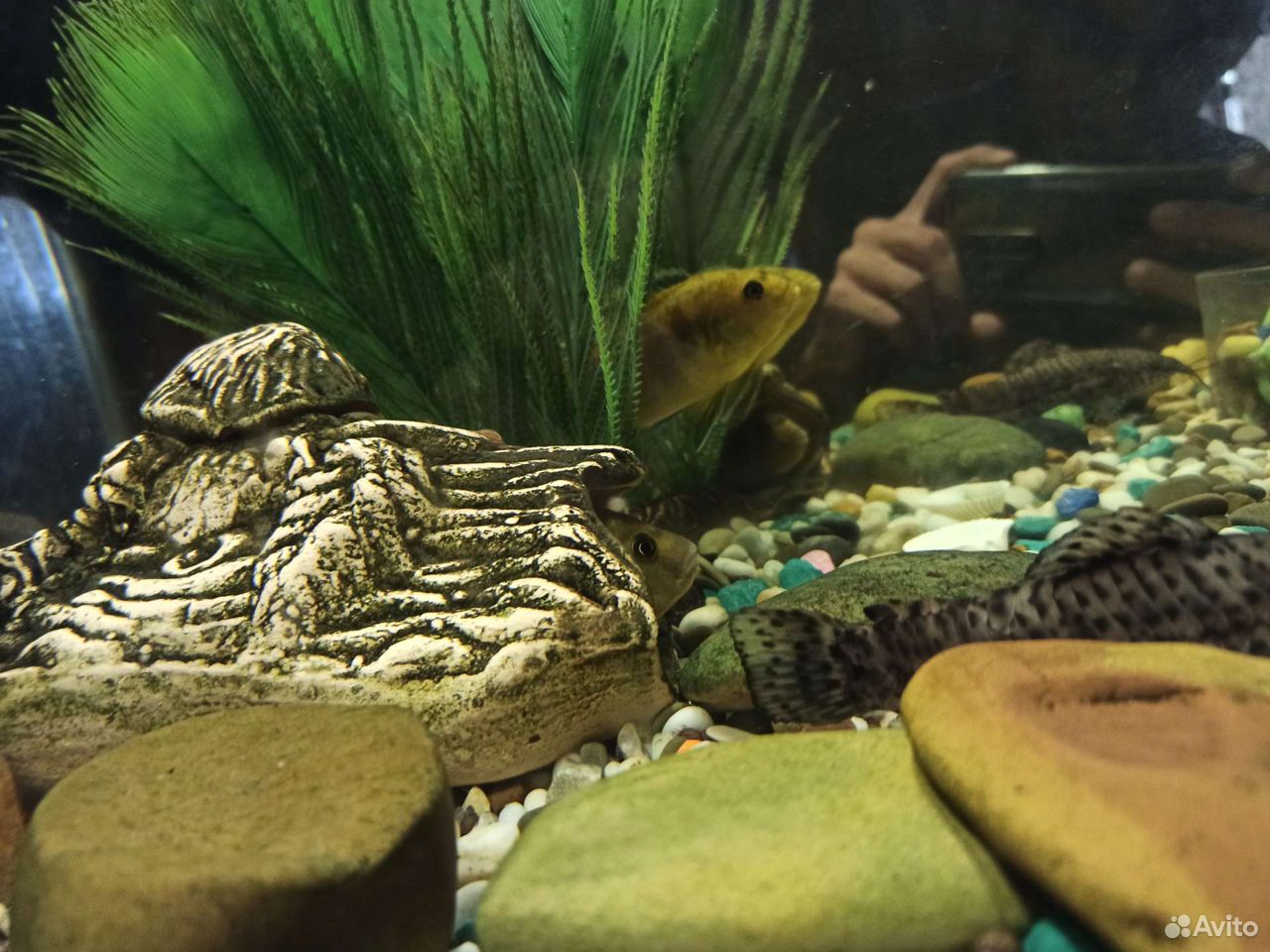 Отдам цихлид -колибри