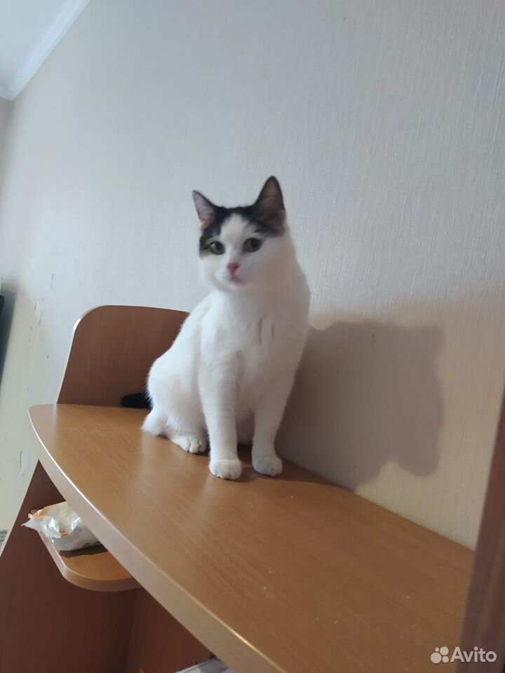 Кошка Сонечка