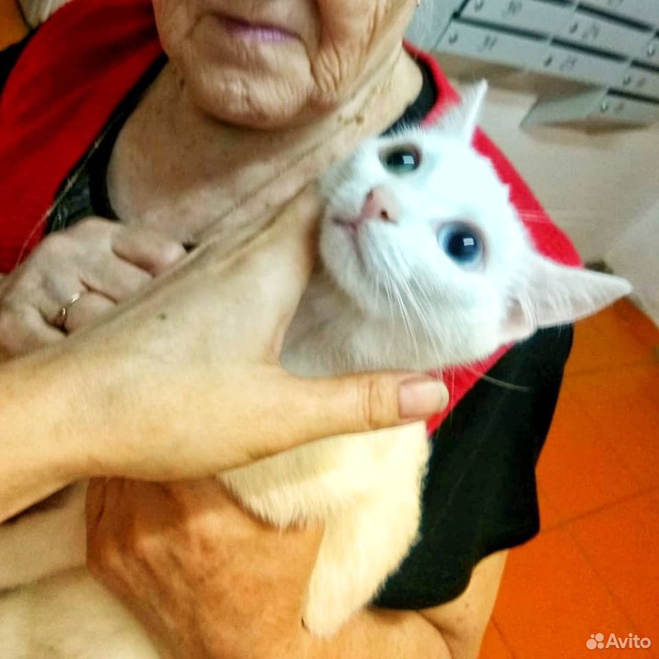 Белый котенок с разноцветными глазами